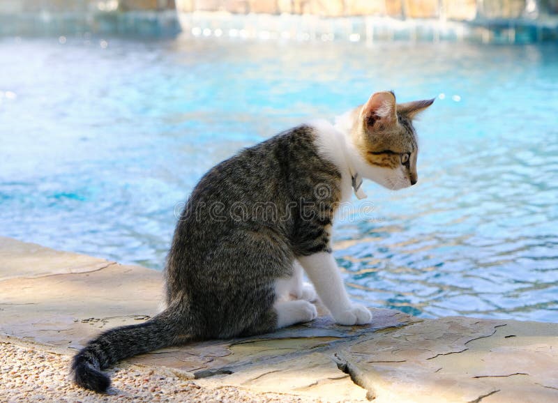 Kitten sitting by pool stock photo. Image of small, curiosity - 144942196
