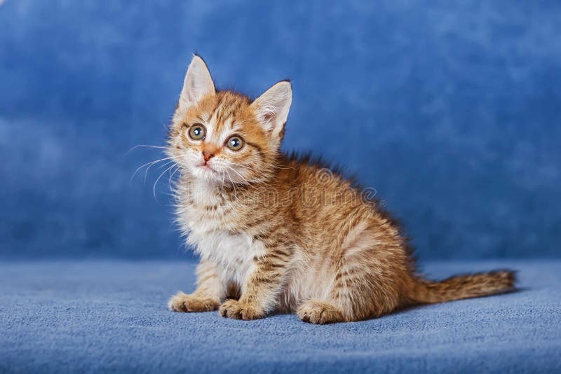 Cute striped kitten stock image. Image of action, beauty - 42850959