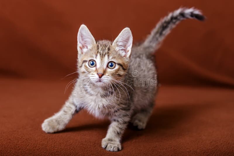 Cute striped kitten stock photo. Image of hunting, instinct - 44356610