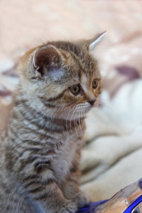 Cute Striped Scottish Kitten Stock Image - Image of breed, pedigree ...