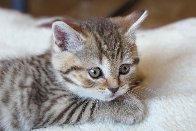Cute Striped Scottish Kitten Stock Photo - Image of british, adorable ...