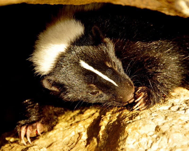 Fat Striped Skunk Wildlife in Den Stock Image - Image of wildlife ...
