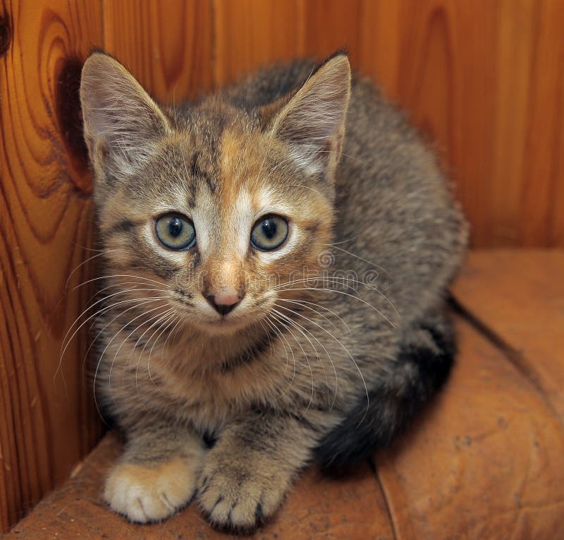 Striped Three-colored Kitten Stock Photo - Image of brown, black: 126963124