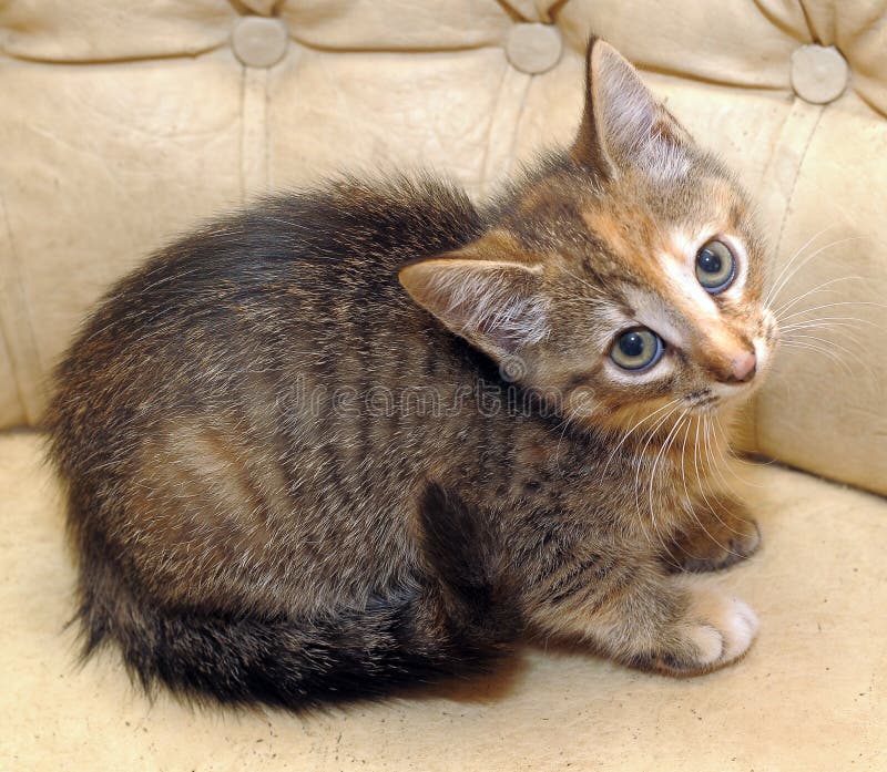 Striped Three-colored Kitten Stock Photo - Image of brown, black: 126963124