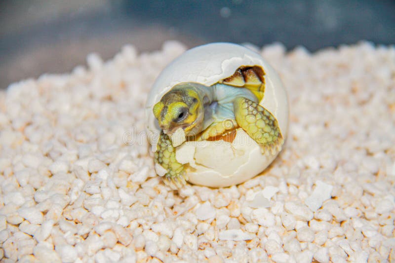 Cute Sulcata Tortoise Hatching from Egg Stock Image - Image of ...