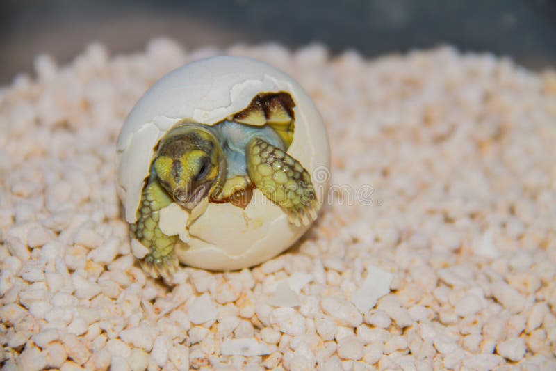 Cute Sulcata Tortoise Hatching from Egg Stock Photo - Image of newborn ...