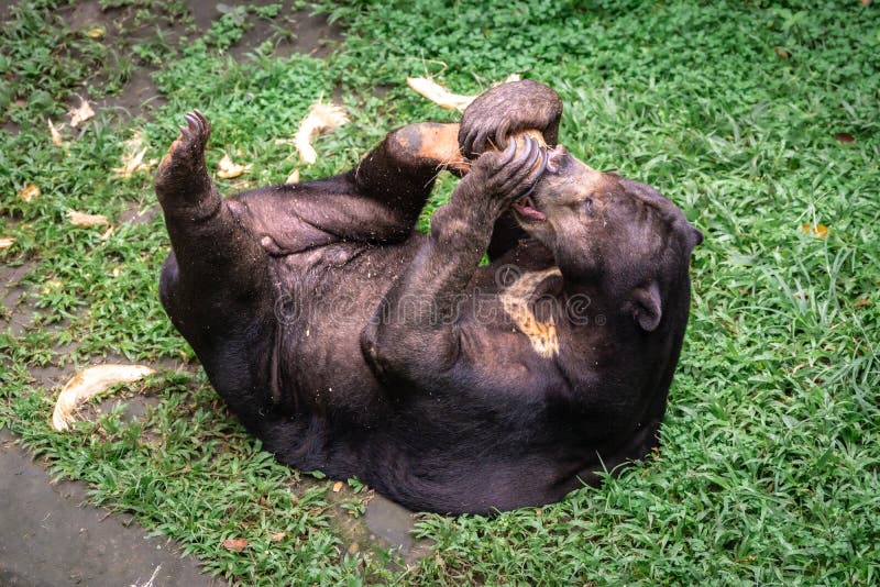 Cute Sun Bear Enjoying Food on Green Grass Stock Photo - Image of ...