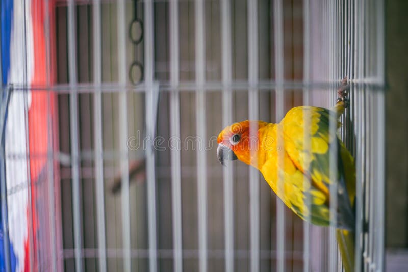 Cute Sun Conure Bird in a Cage Stock Photo - Image of feather, natural ...