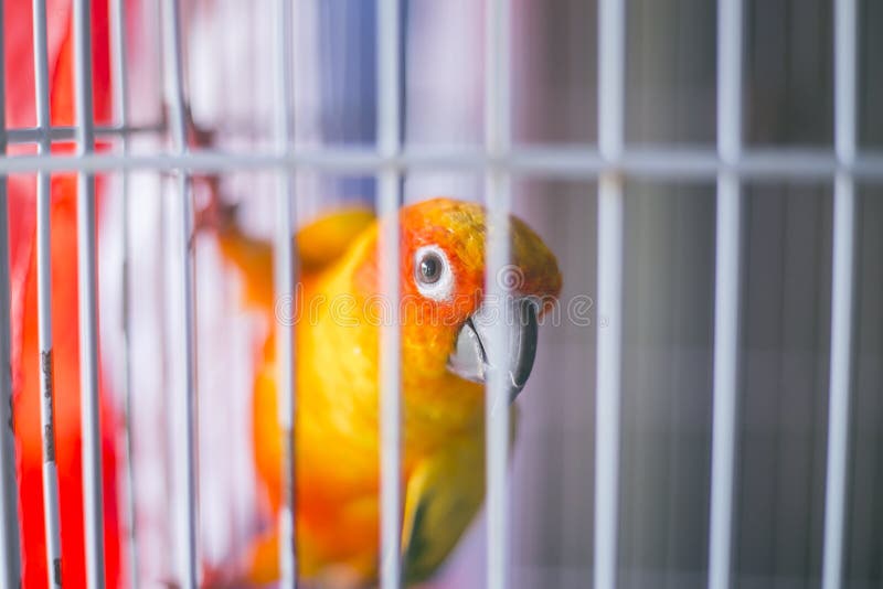 Cute Sun Conure Bird in a Cage Stock Photo - Image of feather, natural ...