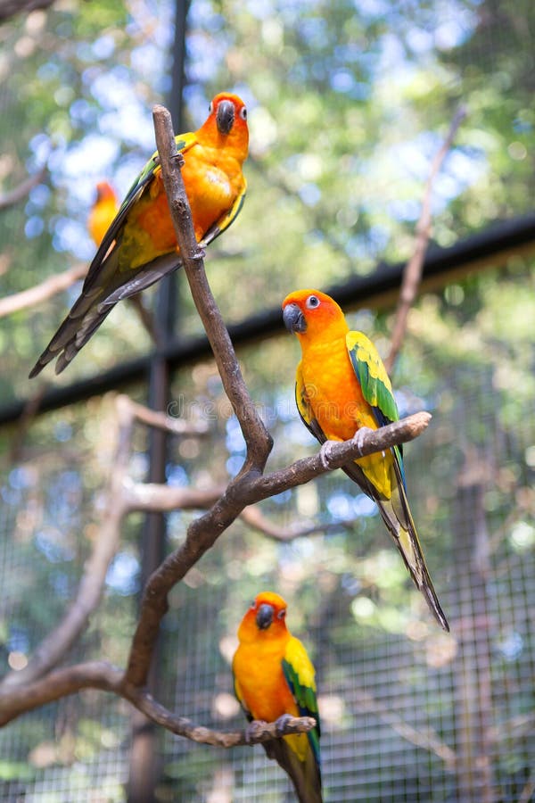 Cute Sun Conure Climbing the Cage Stock Image - Image of cages ...