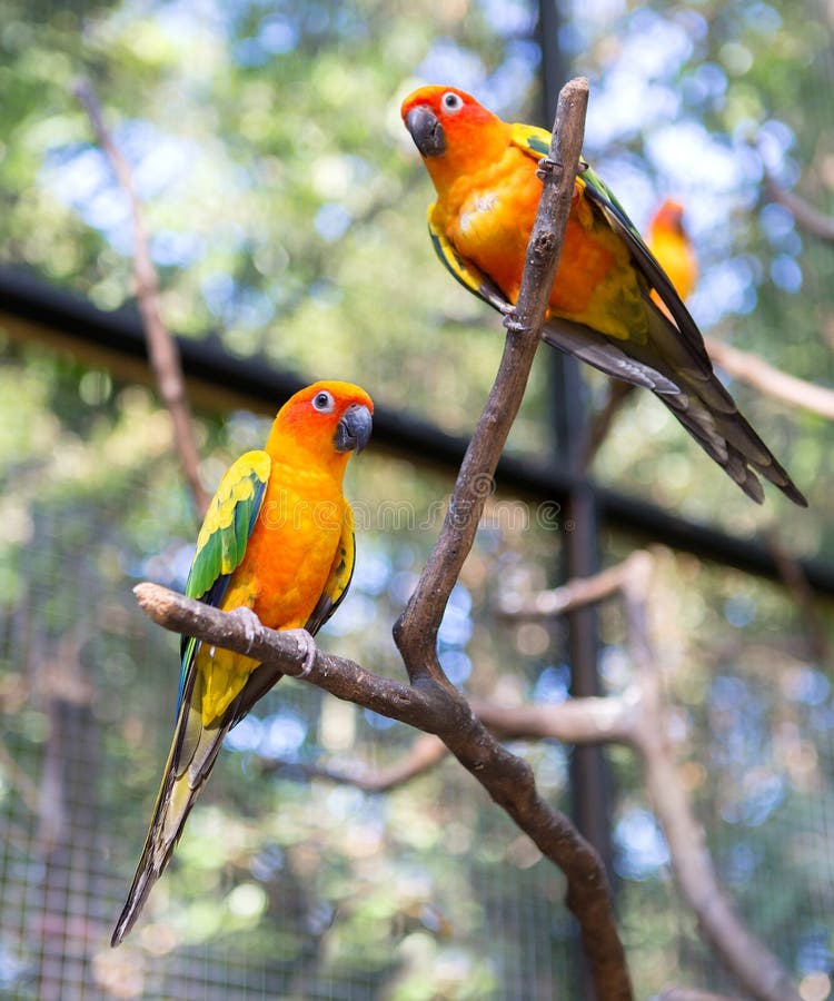 Cute Sun Conure Climbing the Cage Stock Photo - Image of feather, macaw ...