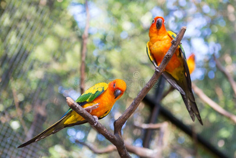 Cute Sun Conure Climbing the Cage Stock Image - Image of parrot, pretty ...