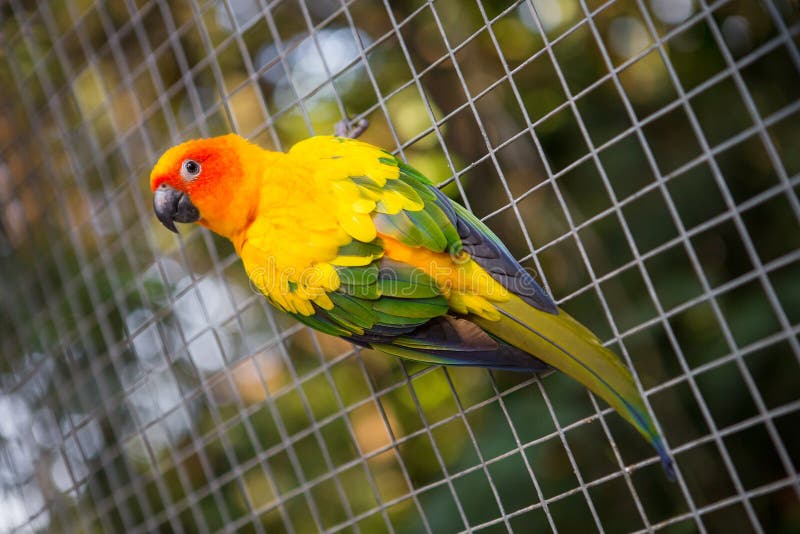 Cute Sun Conure Climbing the Cage Stock Image - Image of parrot, pretty ...