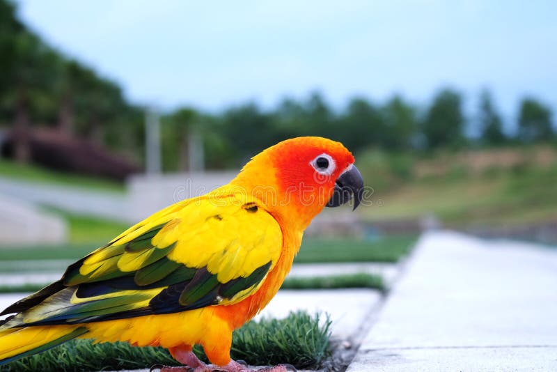 Cute Sun Conure in Lovely Posture Stock Image - Image of brazil, funny ...