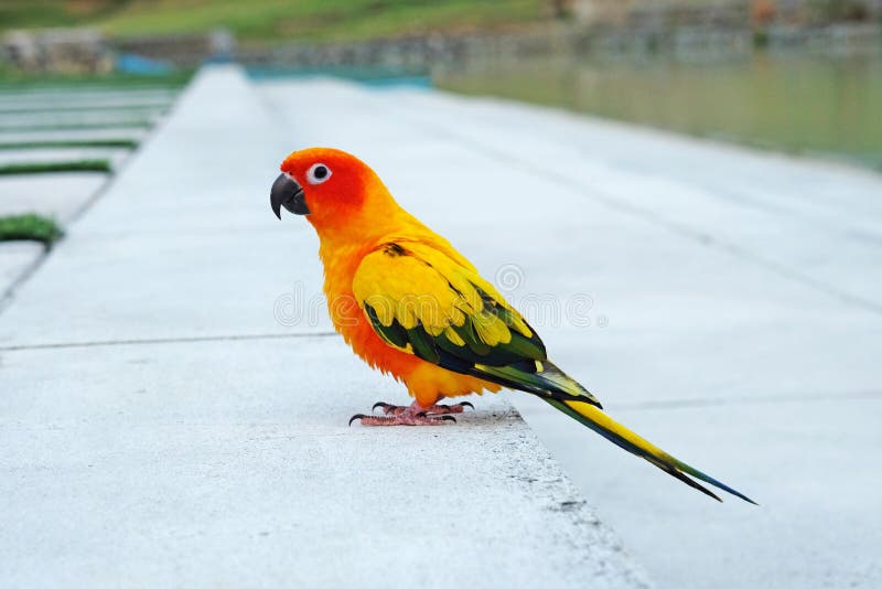 Cute Sun Conure in Lovely Posture Stock Image - Image of brazil, funny ...
