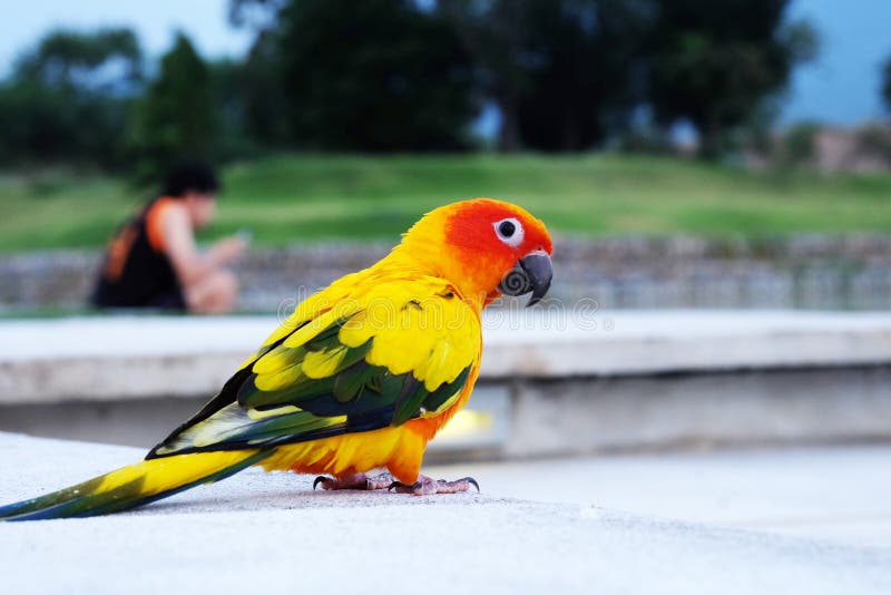 Cute Sun Conure in Lovely Posture Stock Image - Image of brazil, funny ...