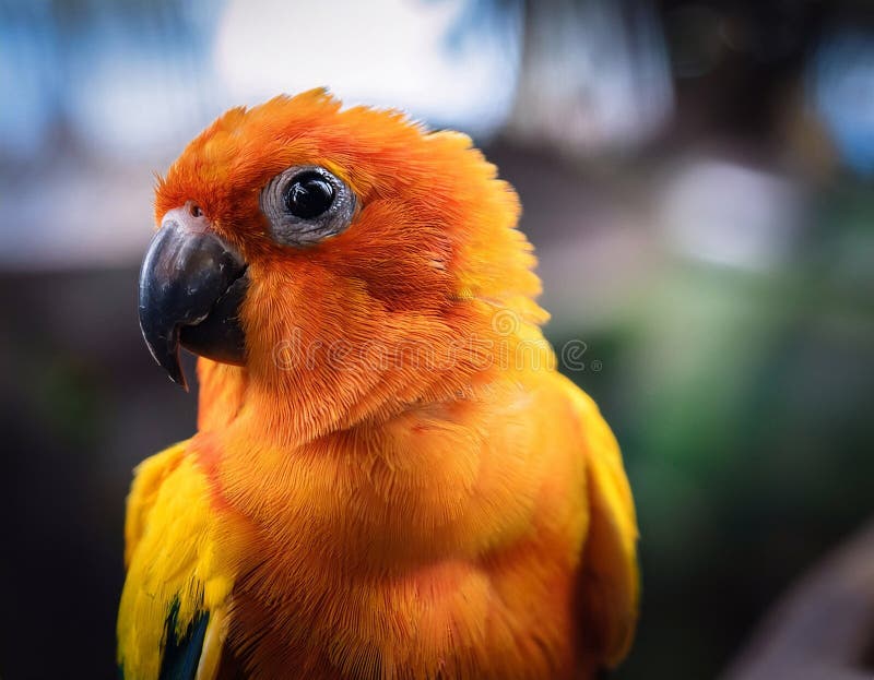 A cute sun conure parrot stock illustration. Illustration of tropical ...