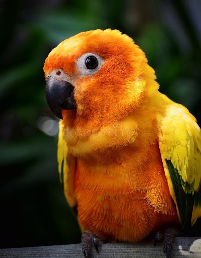 A cute sun conure parrot stock illustration. Illustration of wild ...