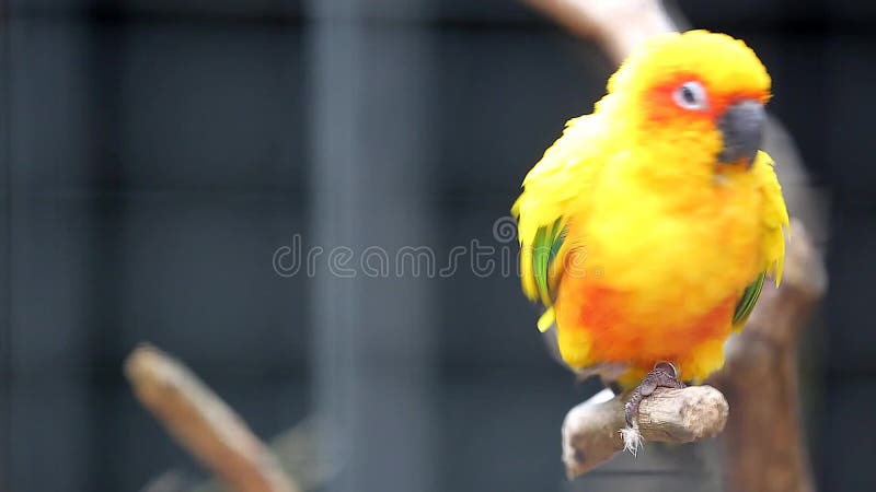 Sun Conure Parrot or Bird Beautiful Stock Video - Video of bird, native ...