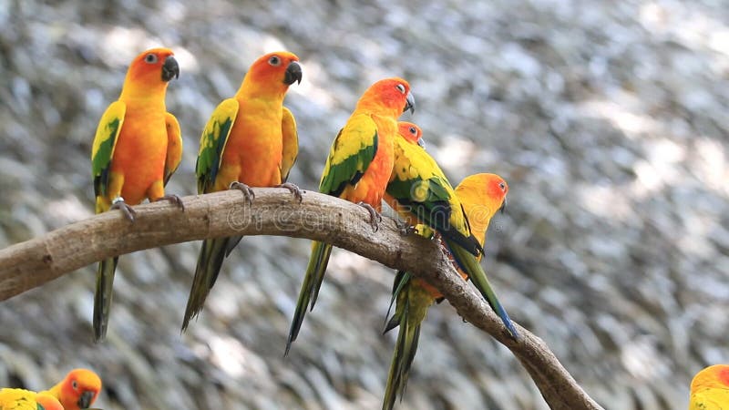 Sun Conure Parrot Bird (Aratinga Solstitialis) on Wood Tree Branch ...