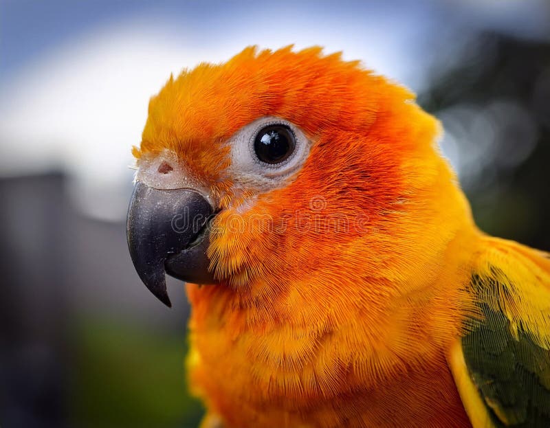 A cute sun conure parrot stock illustration. Illustration of colorful ...