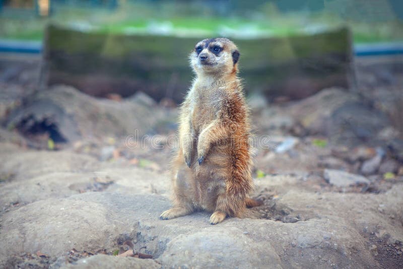 Cute suricate stock image. Image of creature, africa - 127110505