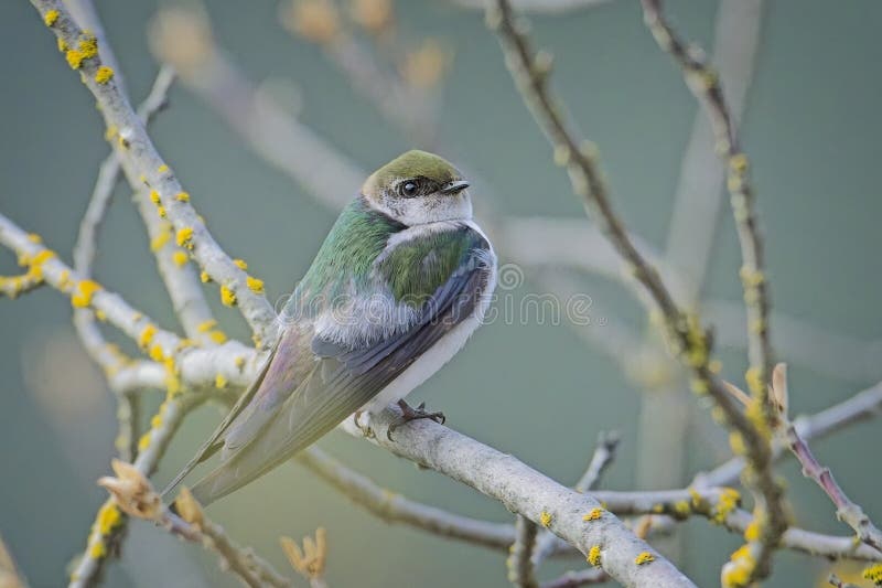Cute Swallow on a Tree Branch Stock Photo - Image of cute, sleek: 374394856