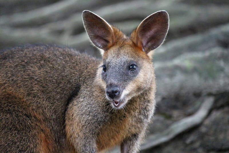 Swamp wallaby stock photo. Image of portrait, agile - 107095376