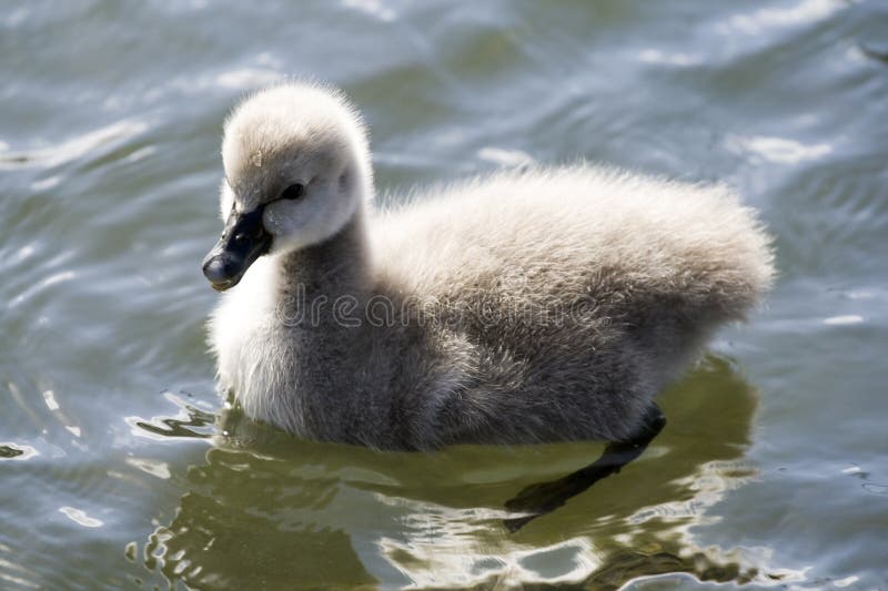 Cygnet stock photo. Image of brood, nest, beach, flying - 12894