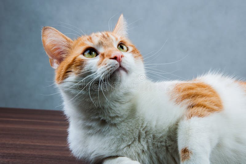 Cute, sweet cat in home stock photo. Image of soft, stripes - 37235900