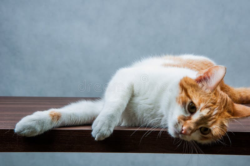 Cute, sweet cat in home stock image. Image of soft, male - 37236189