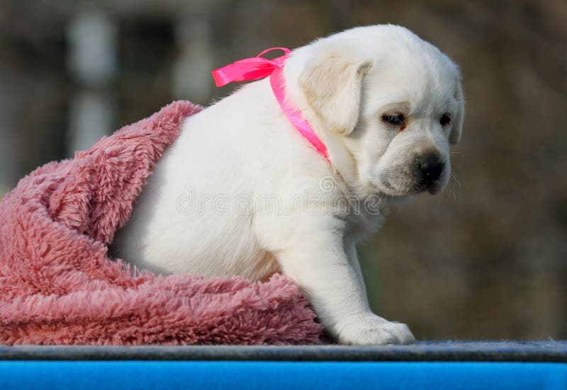 Cute Sweet Nice Labrador Puppy on a Blue Background Stock Image - Image ...