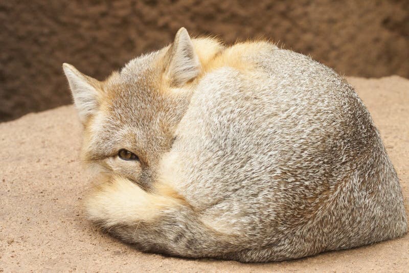 Cute swift fox stock image. Image of funny, peek, natural - 84197695