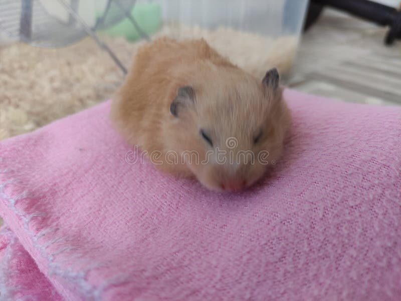 Cute Syrian Hamster Sleeps on the Pink Blanket Stock Image - Image of ...