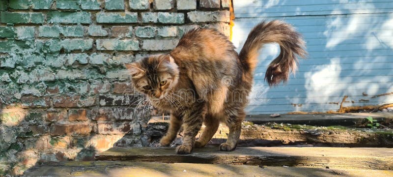 258 Tabby Wall Texture Stock Photos - Free & Royalty-Free Stock Photos ...