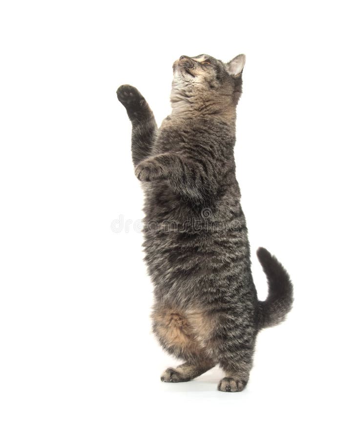 A Little Tabby Cat Waves His Paw and Says Bye Stock Image - Image of ...
