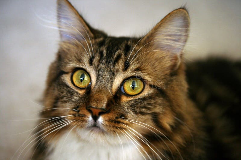 Cute tabby cat stock photo. Image of feline, studio, cute - 3155472