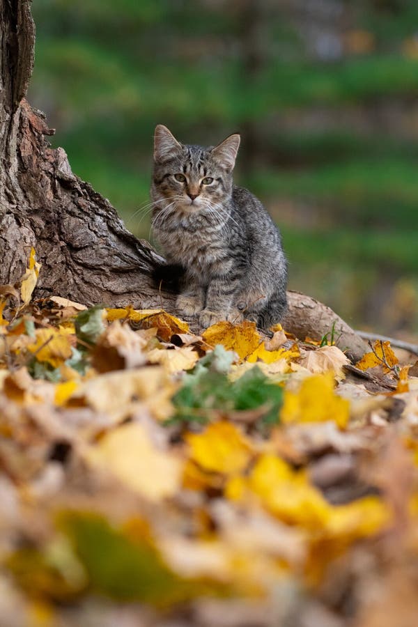 Tabby cat and fall colors stock image. Image of domestic - 132673465
