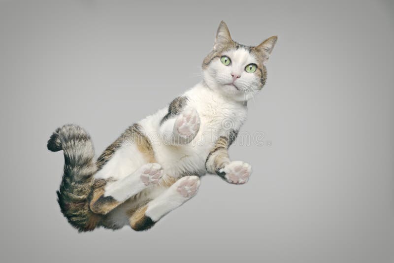 1,478 Cat Below Stock Photos - Free & Royalty-Free Stock Photos from ...