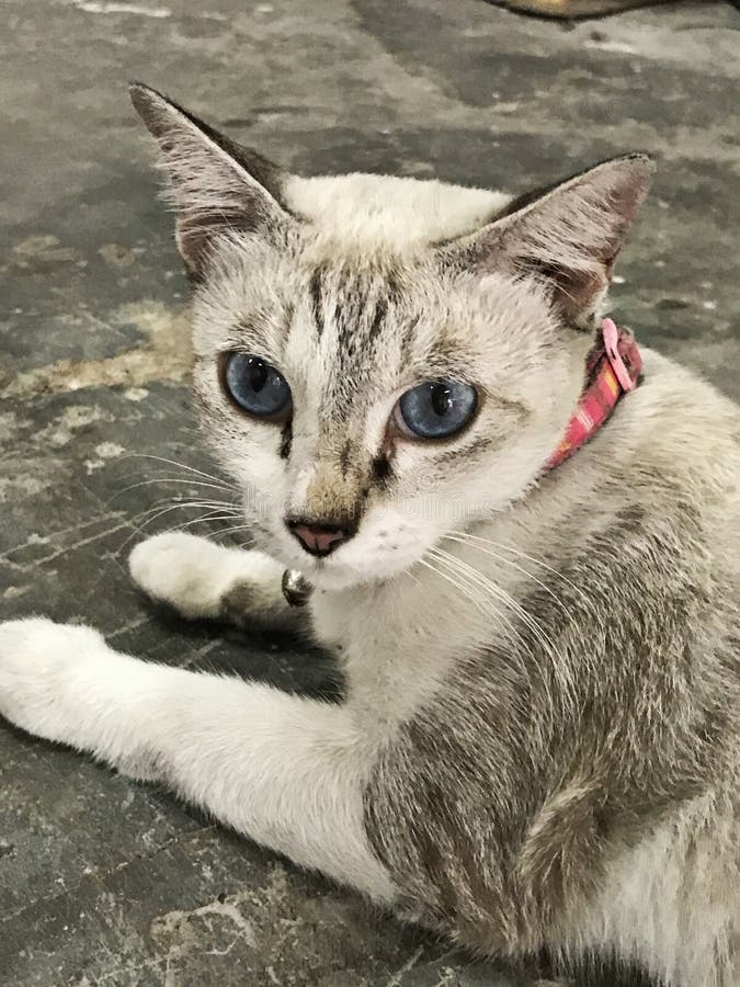 Red tabby cat with blue eyes - parkjery