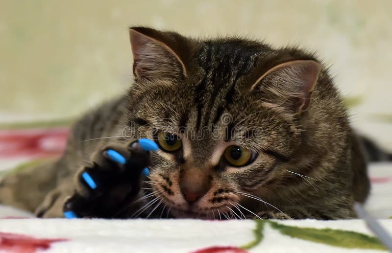 Cute Cat Scratching a Post stock image. Image of cats - 26112113