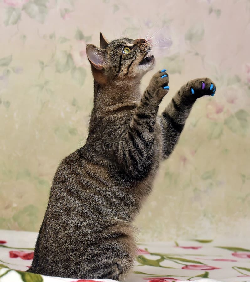 Cute Cat Scratching a Post stock image. Image of cats - 26112113