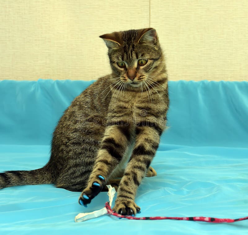 Cute Cat Scratching a Post stock image. Image of cats - 26112113