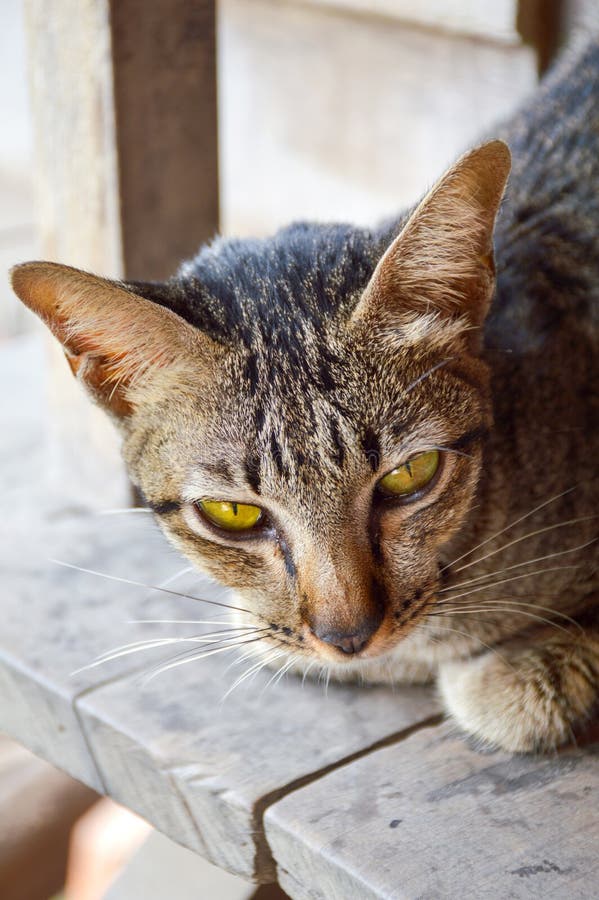 Cute tabby cat stock photo. Image of asia, thailand - 109637662