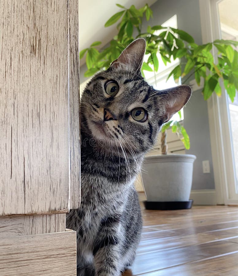 Cat Peeking Around Corner Stock Photos - Free & Royalty-Free Stock ...