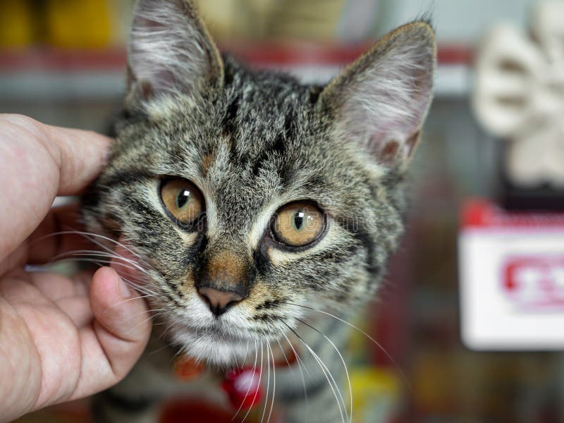 Cute Tabby Cat Enjoying Caresses of His Human Stock Image - Image of ...