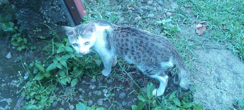 Cute Tabby Cat Exploring the Garden Stock Image - Image of curious ...