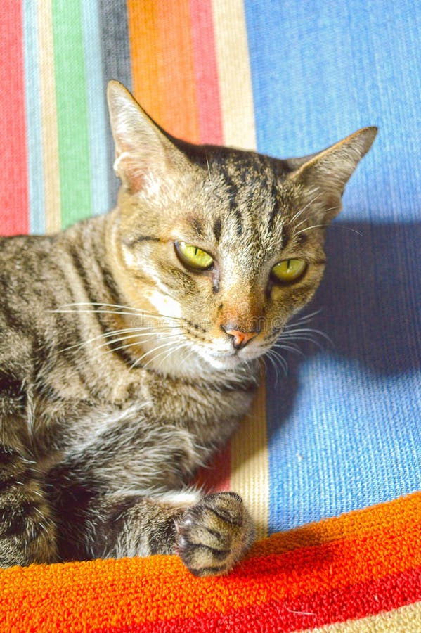 Cute tabby cat on fabric stock photo. Image of portrait - 124670008