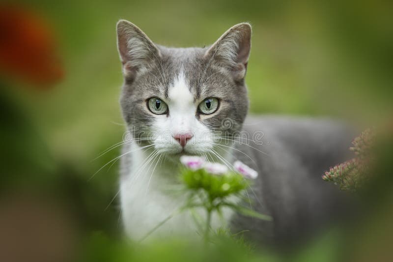 Cute Tabby Cat in a Garden between Flowers Stock Image - Image of ...