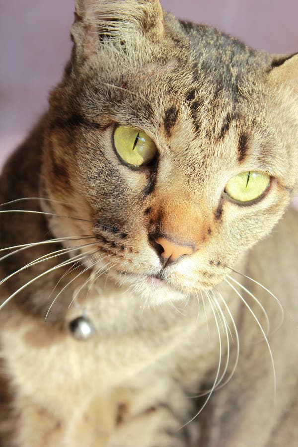 Cute Tabby Cat with Green Eyes, Closeup of Photo. Stock Photo - Image ...